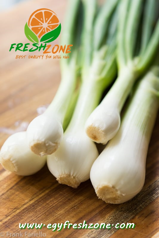 Spring Onions – Fresh Zone Egyptian Spring onions with top quality