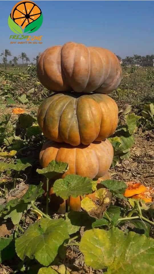 Pumpkins – Egyptian Pumpkin Fruits