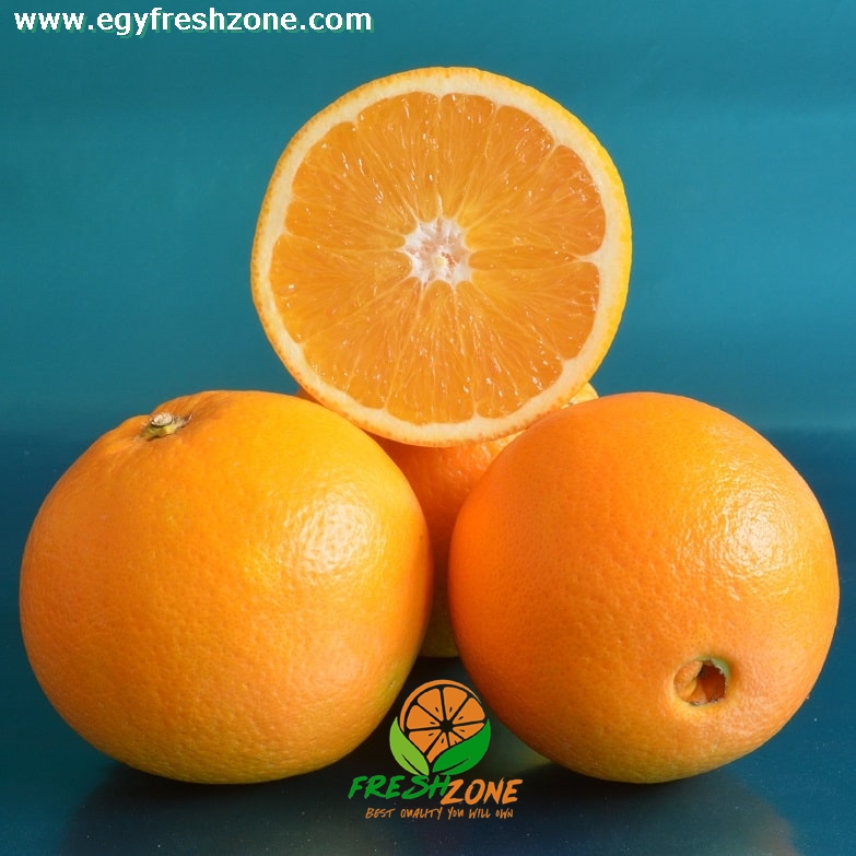 Navel Orange – Best quality of Egyptian navel orange