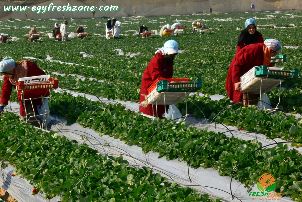Egyptian Fresh Strawberry – Fresh Zone Produced and packed by Fresh Zone