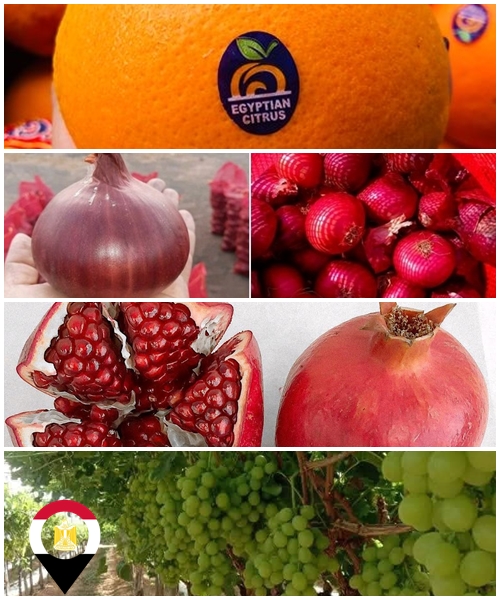 Egyptian Agricultural Exports – stats in 2022 by Fresh Zone