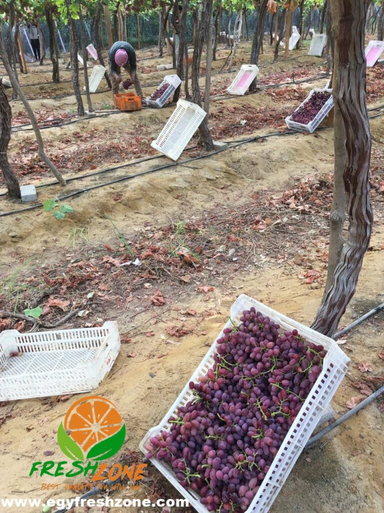 Egyptian Grapes – Fresh Zone Fresh Zone