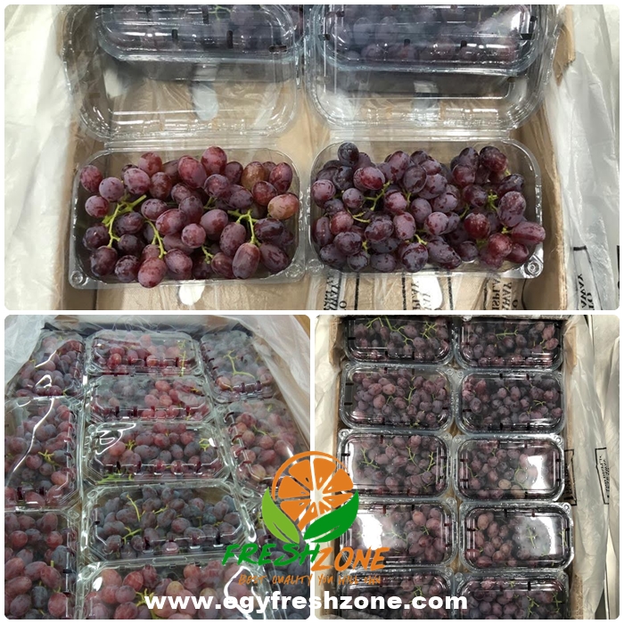 Egyptian Grapes – Fresh Zone Fresh Zone