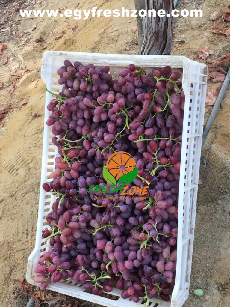 Egyptian Grapes – Fresh Zone Fresh Zone