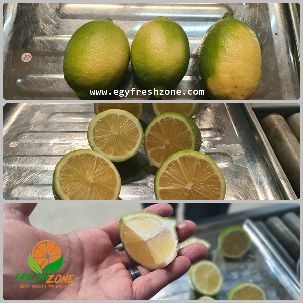 Egyptian Adalia Lemon, New Challenge of Egyptian Citrus – Fresh Zone