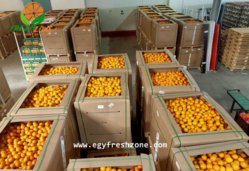 Citrus Industrial Packing for Juice – Fresh Zone Citrus