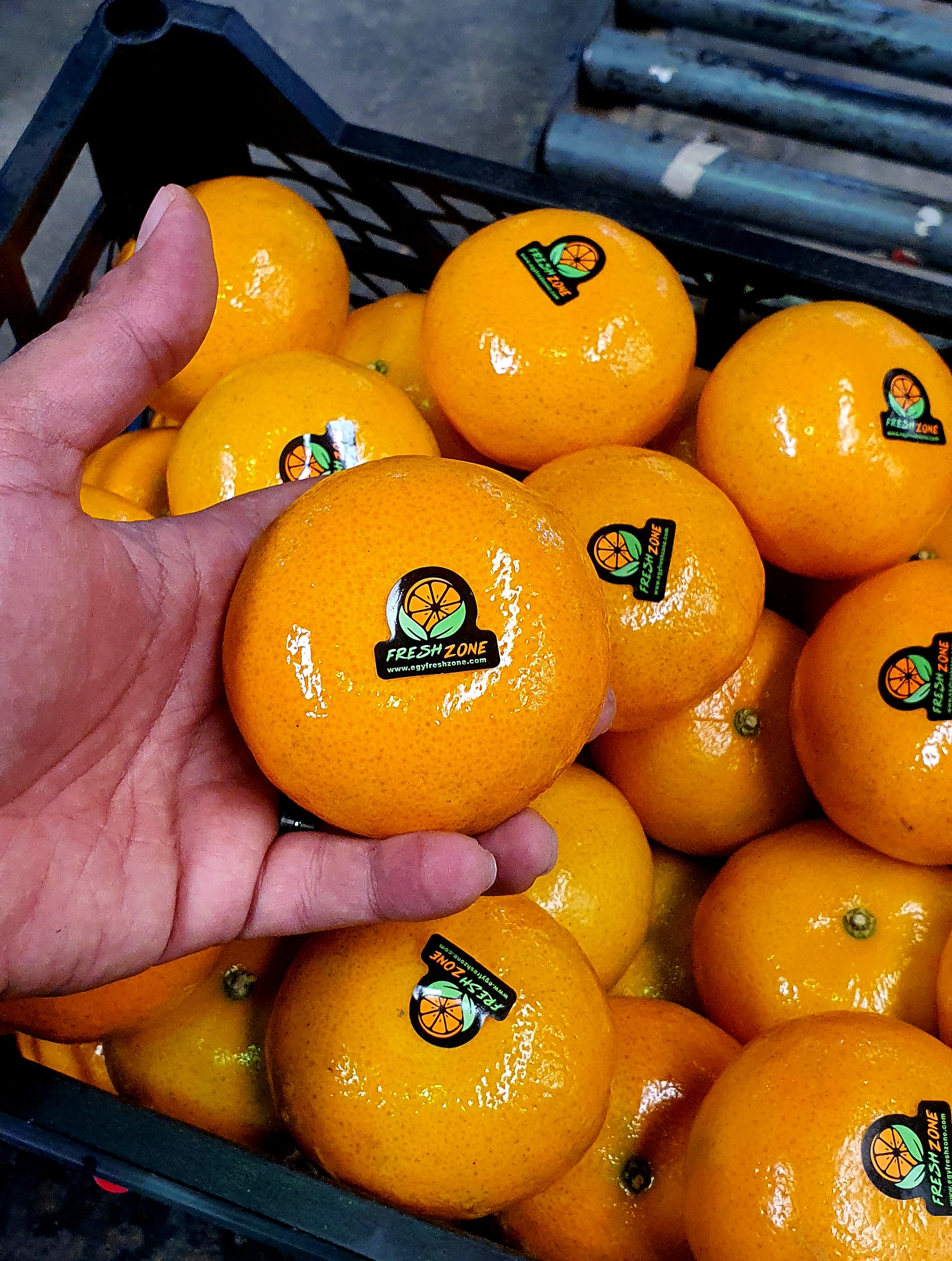 Juicy, Sweet, and Unmissable: Egyptian Murcott Mandarins Are Here ...