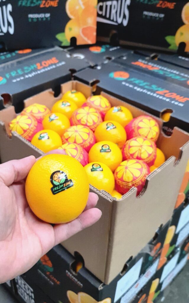 Fresh, Juicy, and Ready: Egyptian Valencia Oranges Season is Here ...