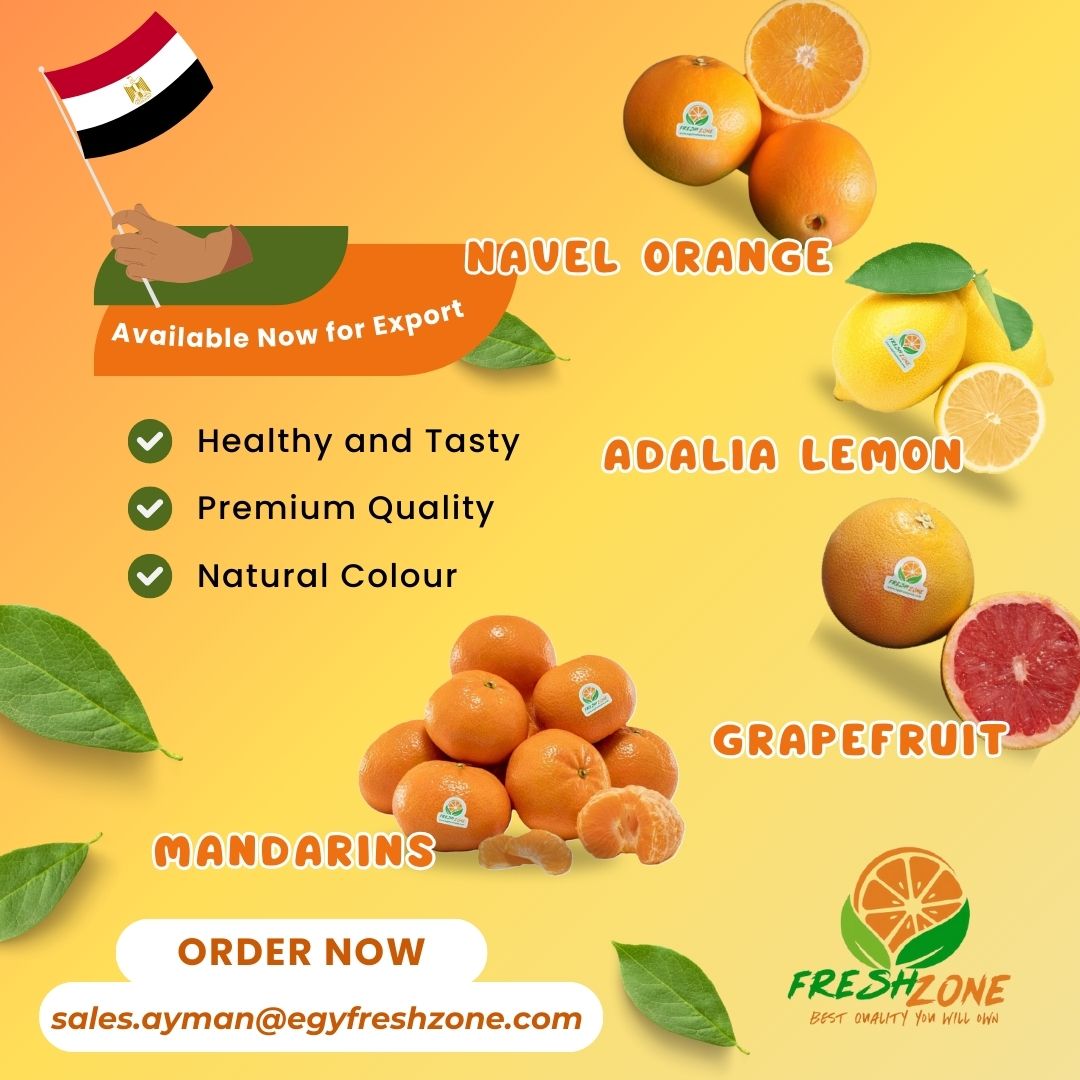New Egyptian Navel orange season on December 1st, 2024 – Fresh Zone