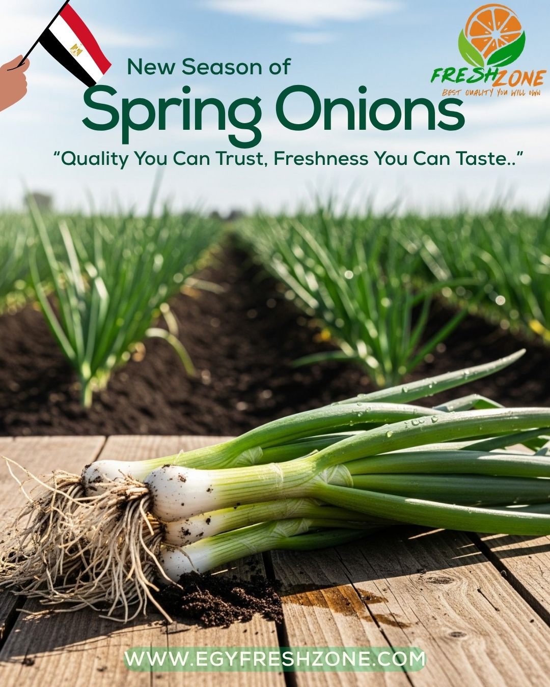 Spring Onions – Fresh Zone Egyptian Spring onions with top quality