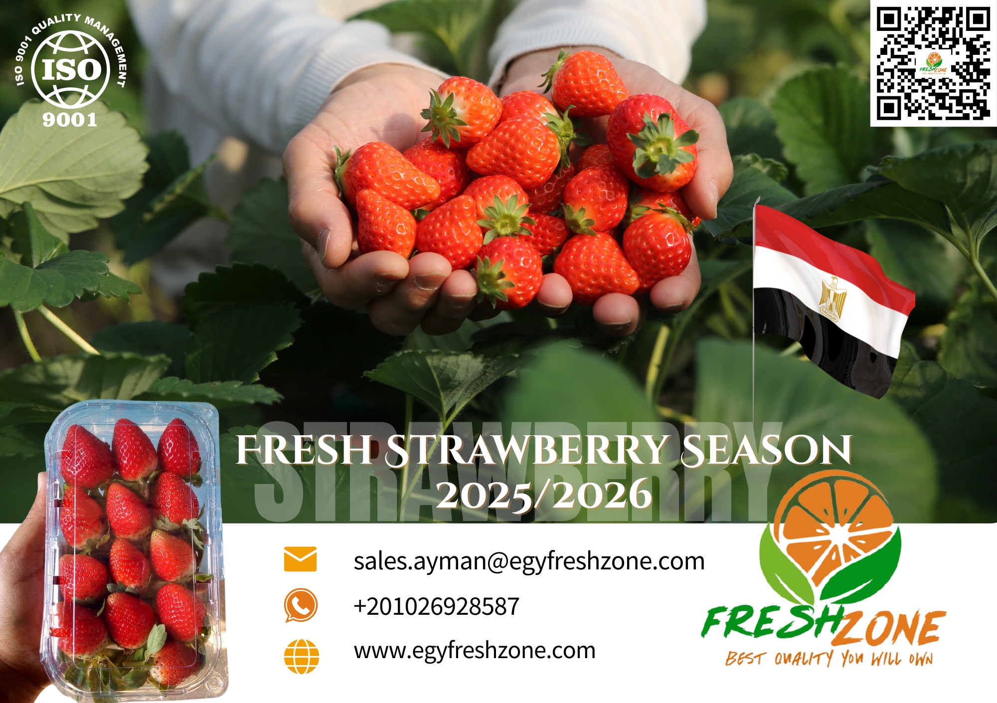 Plan Your Success Early – The New Egyptian Strawberry Season is Loading ...